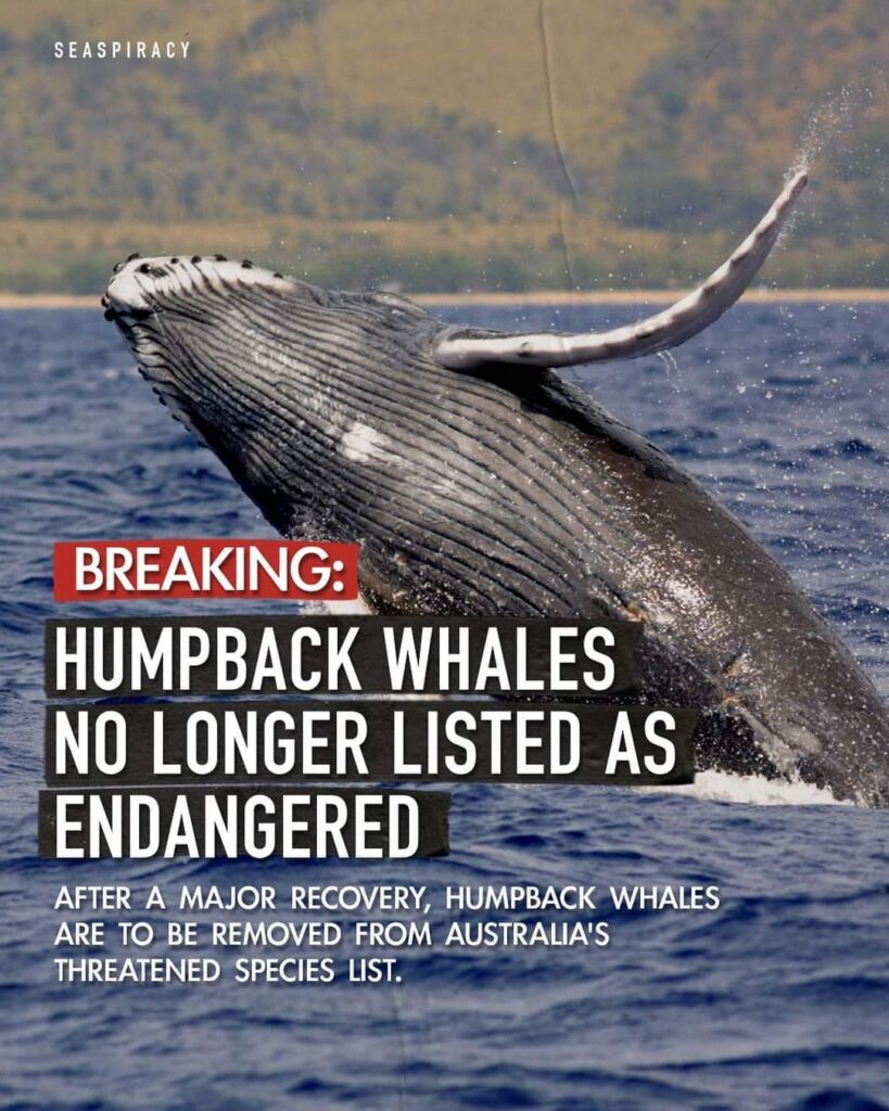 News Of The Year: Humpback whales are no longer a threatened species!