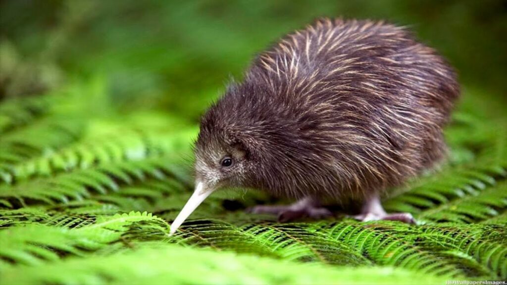 Kiwi, the Bird with the Largest Egg